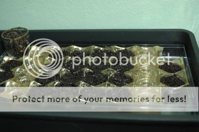 Ferrero Seedtray & Germination Diary [New photos] - Page 3 - FlyTrapCare Forums